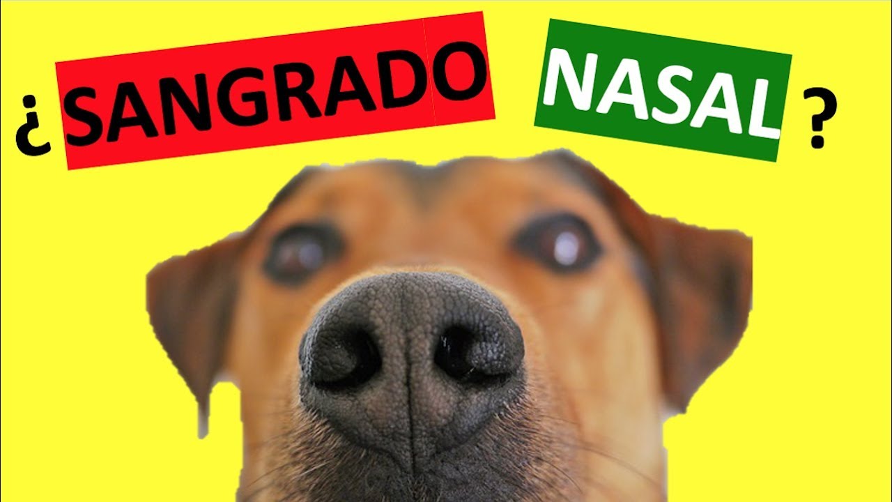 Como parar el sangrado por la nariz de un perro Como parar el sangrado por la nariz de un perro