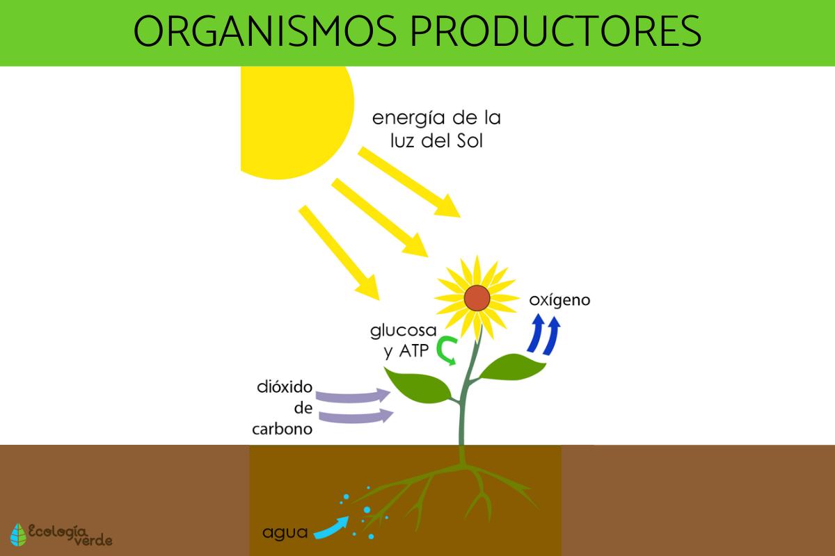 Cual es la fuente de energia de los organismos productores Cual es la fuente de energia de los organismos productores