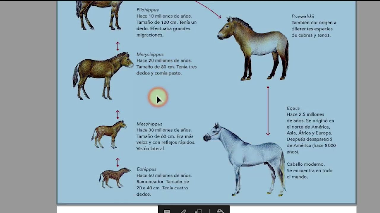 Los cambios en los seres vivos y procesos de extincion Los cambios en los seres vivos y procesos de extincion