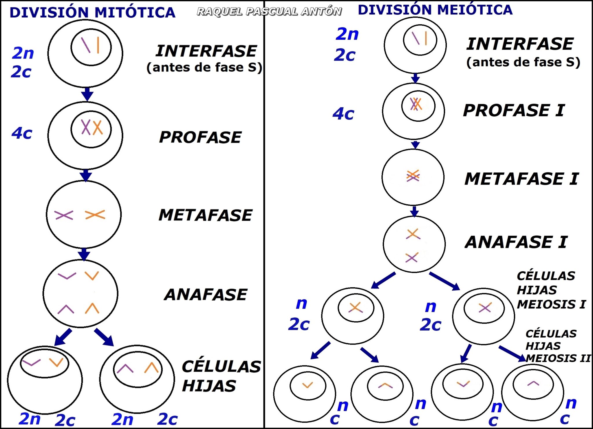 Numero de cromosomas de las celulas hijas en la mitosis Numero de cromosomas de las celulas hijas en la mitosis