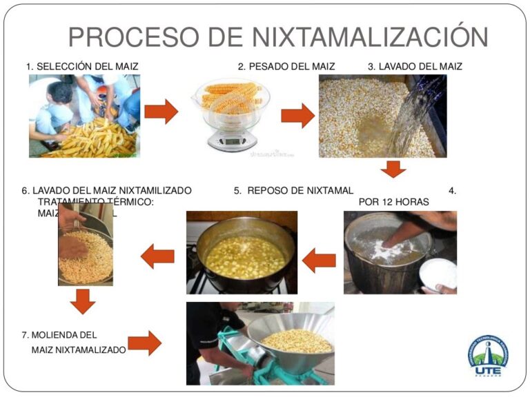 Proceso de elaboracion de la tortilla de maiz con dibujos Proceso de elaboracion de la tortilla de maiz con dibujos